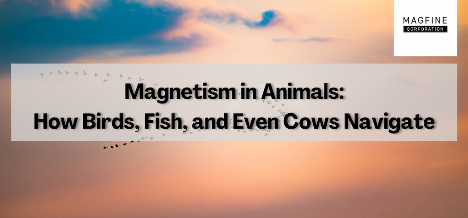 Magnetism in Animals: How Birds, Fish, and Even Cows Navigate